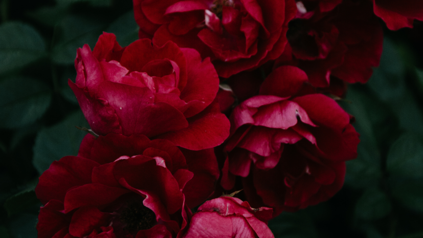 SO/ Berlin Das Stue - Valentine's Day at Carte Blanche