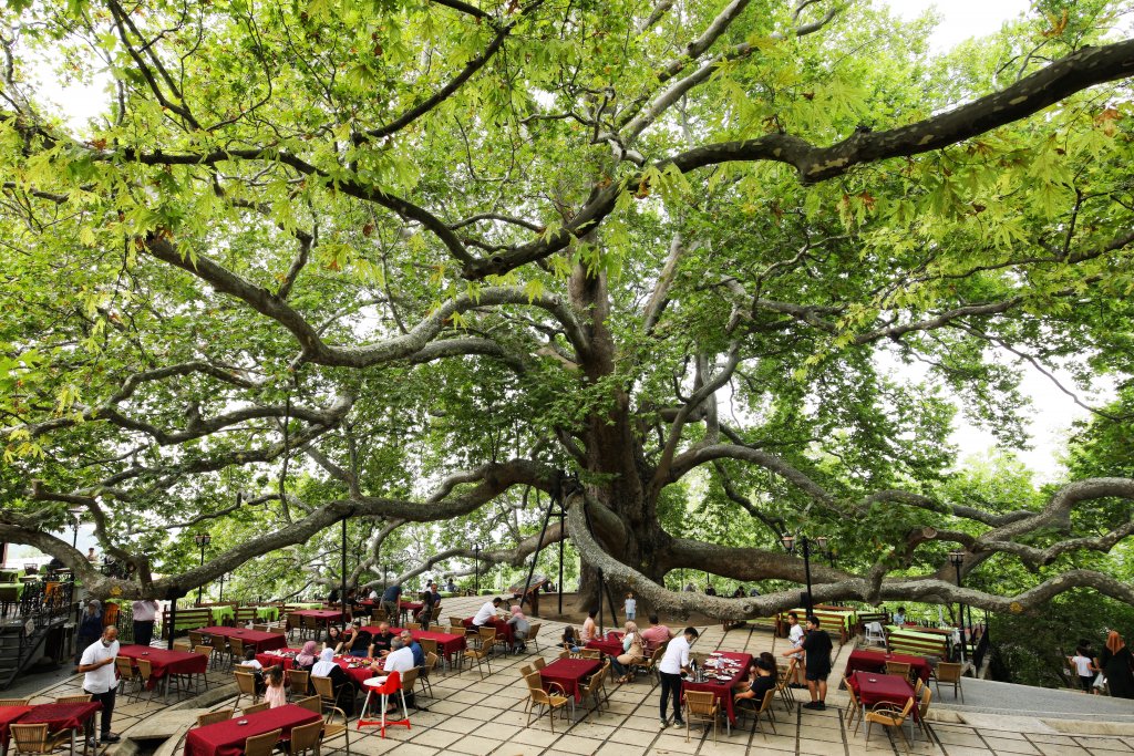 Inkaya Historical Sycamore Tree | Swissotel Uludag Bursa | 5-star Hotel