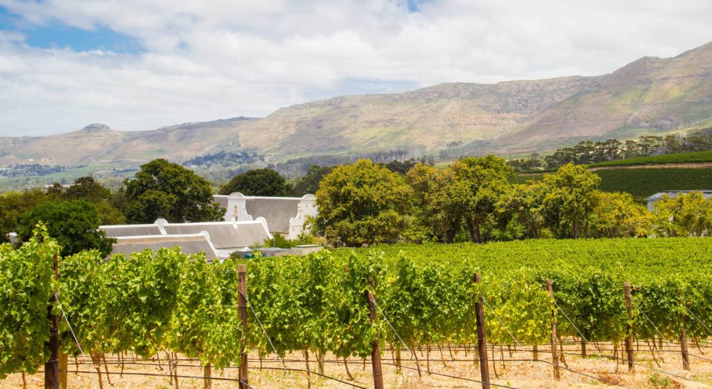 Constantia Wine Valley | Attractions | Cape Grace Hotel
